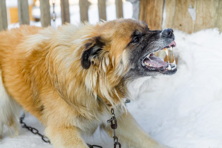 La rage chez le chien : symptômes, traitement et législation - Nuzzly ...