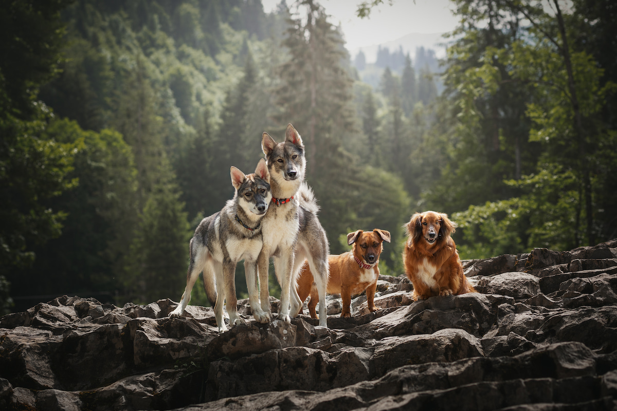 Combien existe-t-il de races de chiens dans le monde ? - Nuzzly - Blog